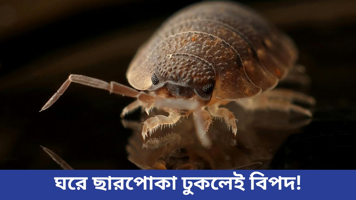 ছারপোকার জ্বালায় অস্থির কাণ্ড? ঘরোয়া উপায়ে কীভাবে তাড়াবেন জানুন ...