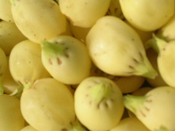 हर तरह की कमजोरी को दूर भगाता है महुआ, जाने इसके आयुर्वेदिक लाभ | Mahua ...