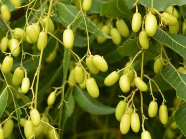 नीम के बीज में होती है कुदरती गुण, किडनी और आंखों की समस्‍या का होता है ...