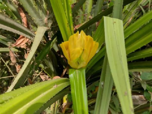 Kewda Beauty Benefits: एजिंग और एक्ने के लिए रामबाण इलाज है केवड़े का ...