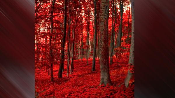 Red Forest: ये जंगल है पूरा लाल, कोई नैचुरल फिनोमिना नहीं बल्कि इंसानों ...