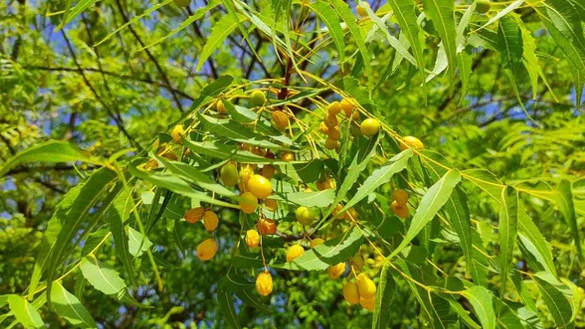 मामूली सा दिखने वाले इस पेड़ के बीज में छ‍िपा है कुदरती खजाना, इसके 5 ...