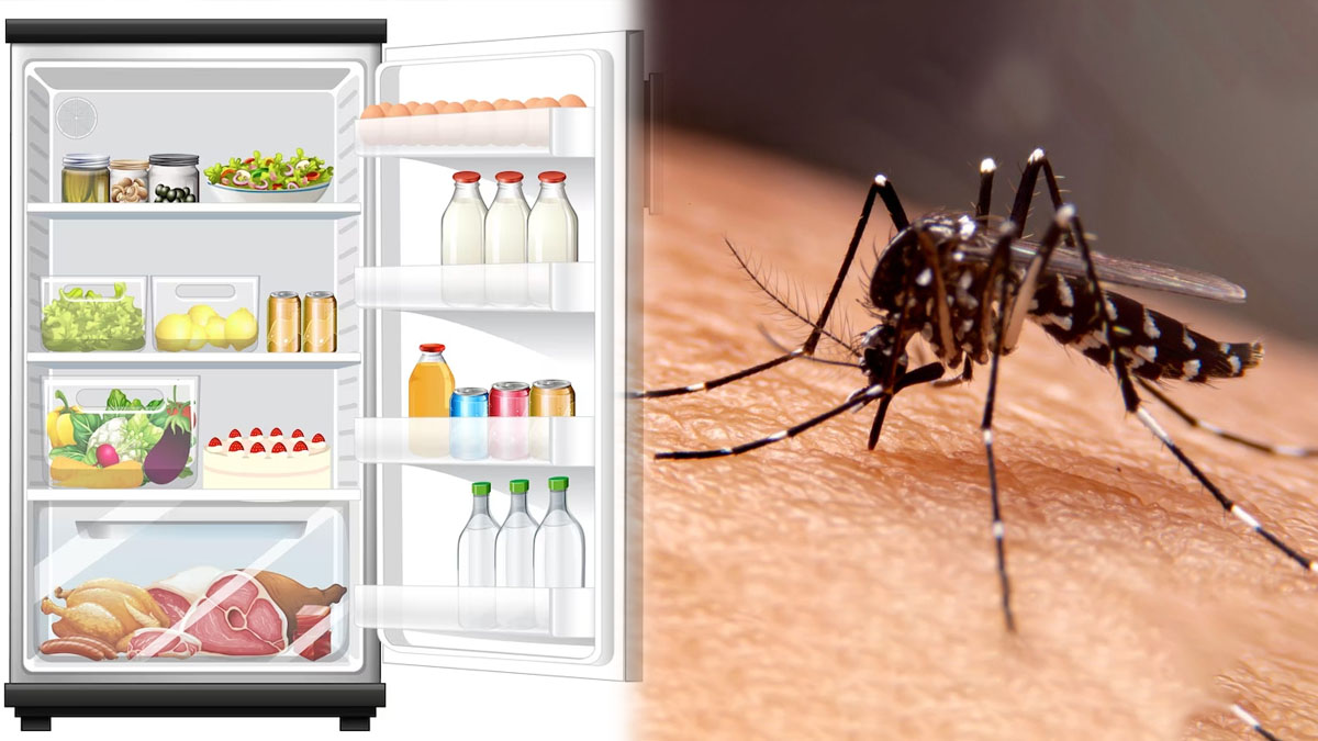 Dengue Fever : फ्रिज में भी पनप सकते हैं डेंगू के मच्छर, जानें कैसे पड़ ...
