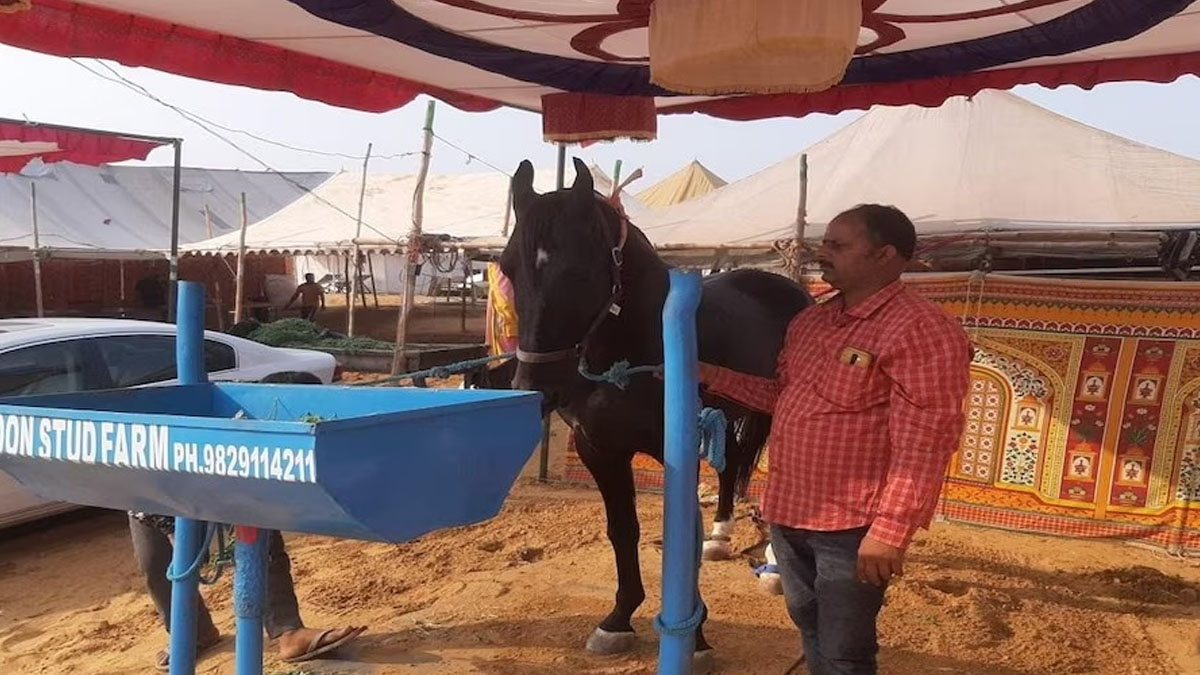 Pushkar Fair 2023: Lamborghini और Ferrari कार से भी महंगा है ये घोड़ा, जीता है लग्‍जरी लाइफ ...