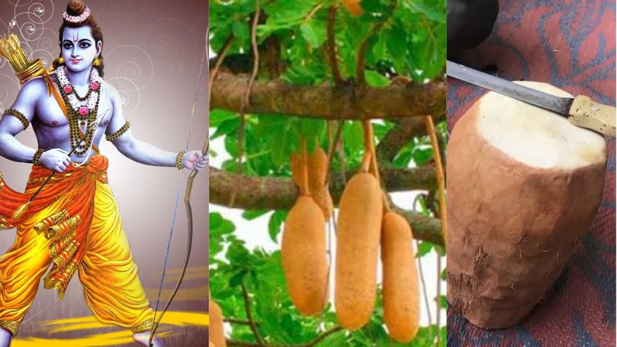 Ram Kandmool: वनवास के 14 वर्षों तक श्रीराम ने खाया था ये जंगली फल ...