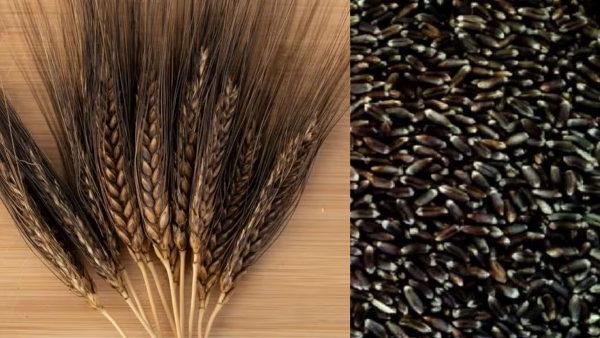 Kaale Gehu ke Fayde : बीपी और दिल की बीमारियों के लिए राम बाण हैं काला ...