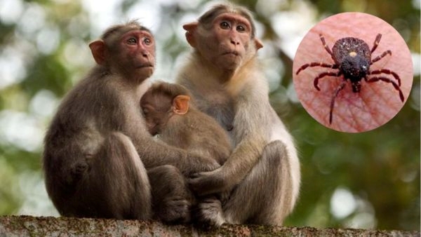 Monkey Fever : कर्नाटक में मंकी फीवर का कहर, जानें कितना खतरनाक है ये ...