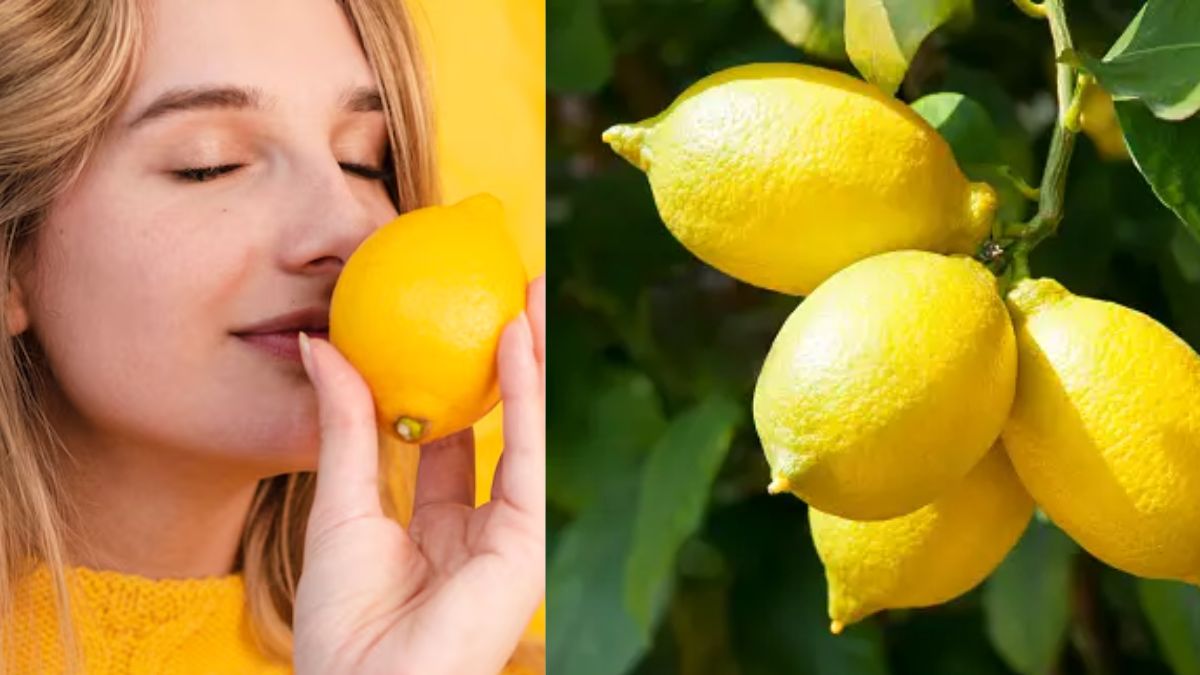 बैसाखी पर उत्तराखंड में नींबू के पत्ते सूंघने की हैं परांपरा, ऐसा करने ...