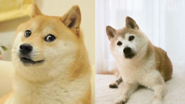 Kabosu Doge Death: नहीं रही Doge Meme वाला 'काबोसु' क्र‍िप्‍टो से लेकर ...