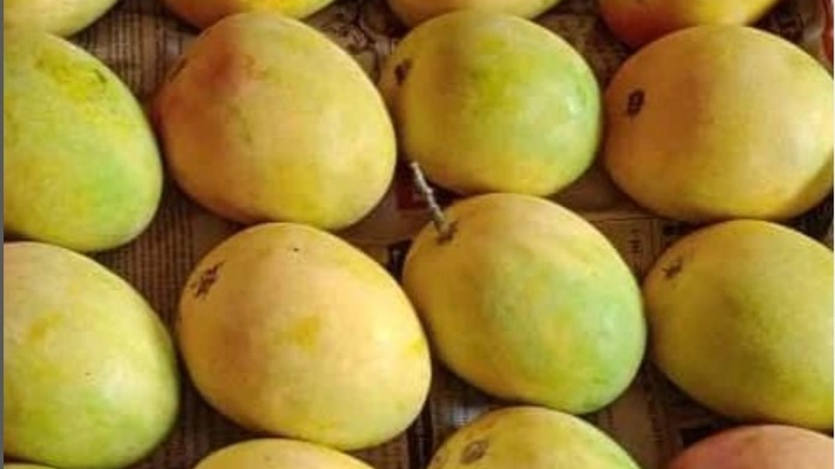 How To Check Mangoes: खरीदते समय पके आम की ऐसे करें पहचान, बाद में नहीं ...