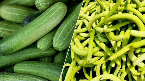 Kheera vs Kakdi : गर्मियों में हाइड्रेट रहने के ल‍िए क्‍या खाएं खीरा या ...