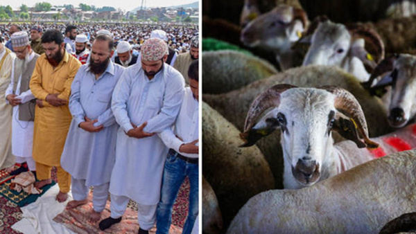 Qurbani Ki Dua Aur Tarika जिबह करने से पहले पढ़ी जाती है ये दुआ जानें कुर्बानी से जुड़े जरूरी
