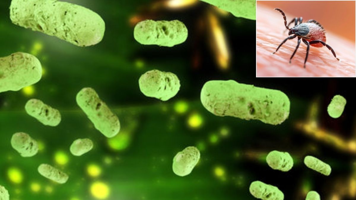 Murine Typhus: केरल में मि‍ला म्यूरीन टाइफस बीमारी पहला मामला, जानें ...