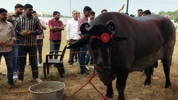 Pushkar Mela 2024 : 23 करोड़ का भैंसा, जो खाता है काजू-बादाम, इसके सीमन ...