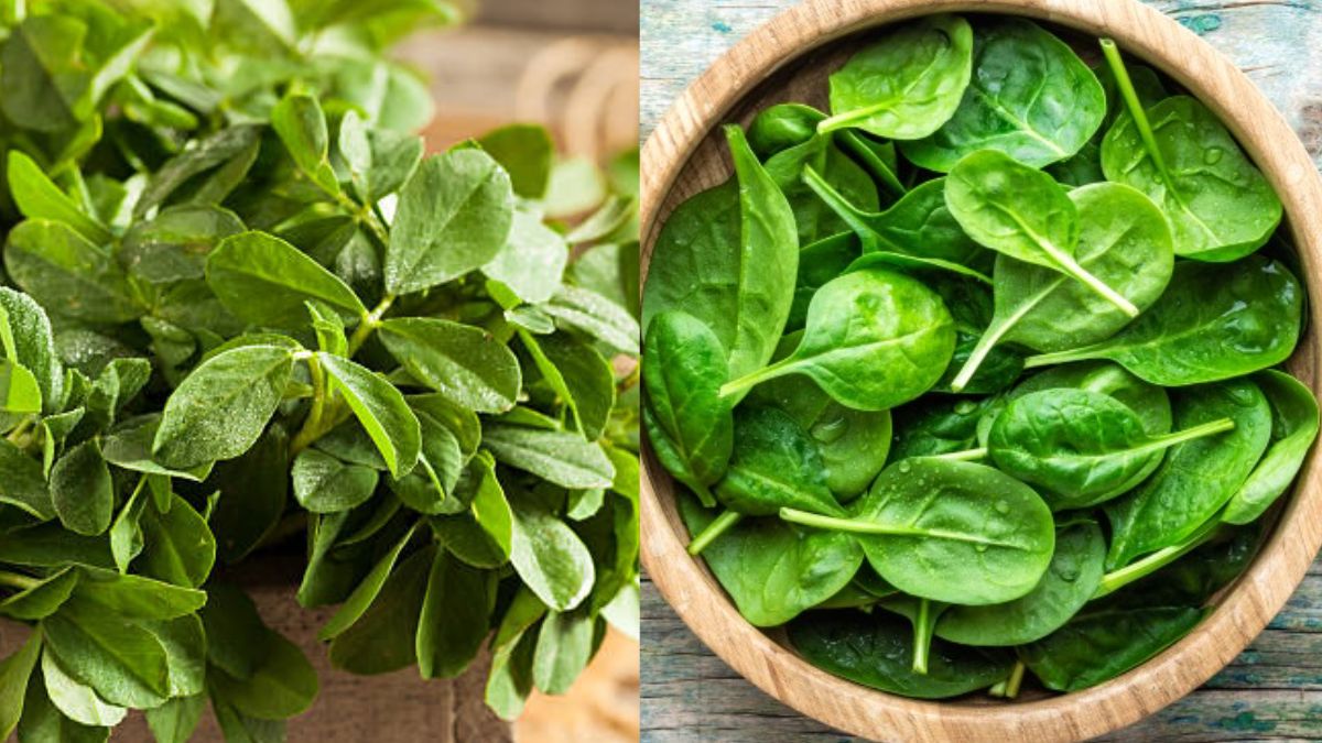 Palak vs Methi: पालक या मेथी, दोनों में से कौनसी सब्जी है सर्दियों में ...
