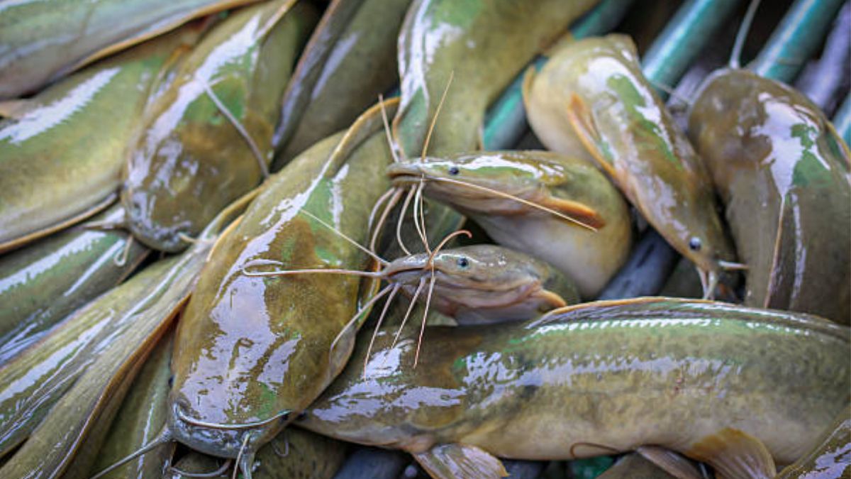 सावधान! भारत में बैन हुई ये खतरनाक मछली, खाने से हो सकता है कैंसर ...