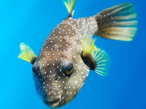 5 Good Luck Charm Fish - Boldsky.com