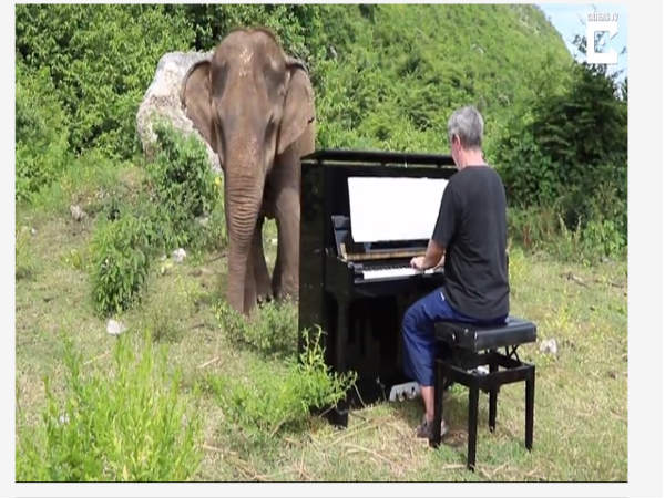 Classical Pianist Plays To A Blind Elephant - Boldsky.com
