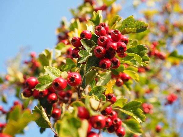 11 Lesser Known Health Benefits Of Hawthorn, The Heart Herb - Boldsky.com