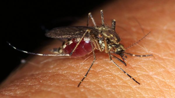 Dengue On A Rise: Understanding The Key Differences Of Dengue Vs. Other Mosquito-Borne Diseases ...