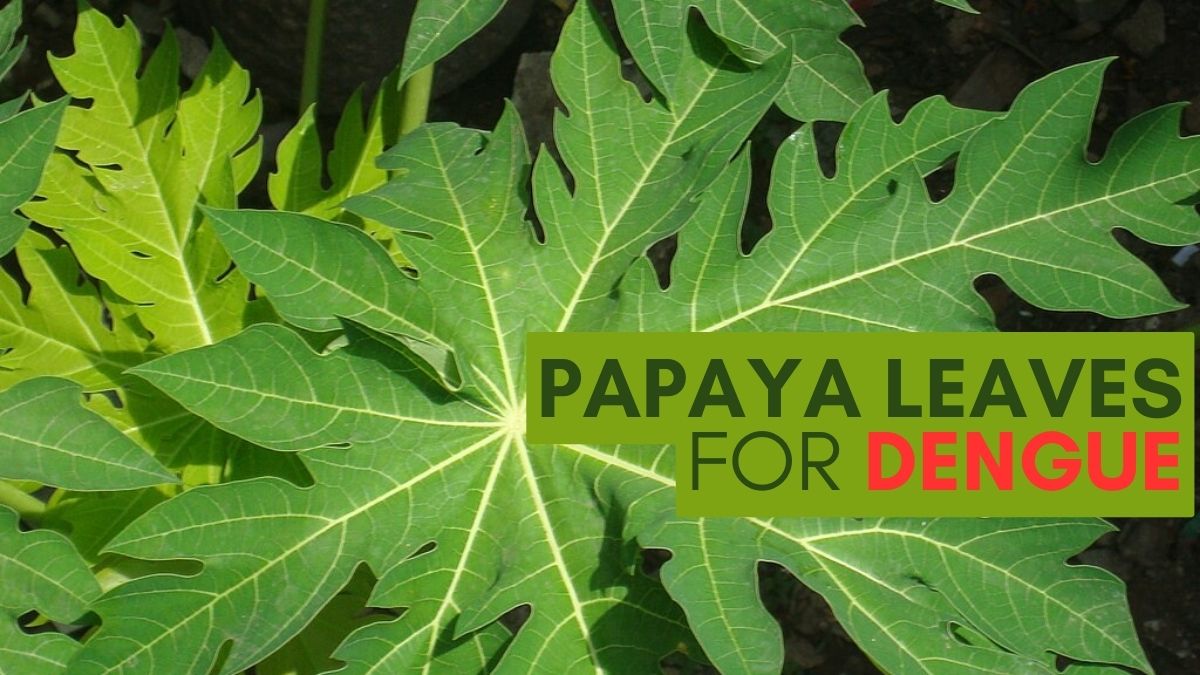 How To Use Papaya Leaves For Dengue Recovery: A Natural Remedy - Boldsky.com