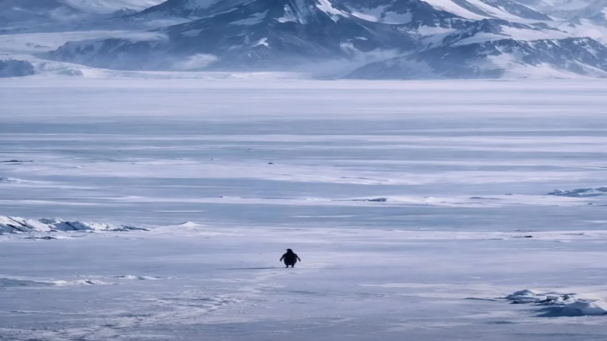 Why Is That Penguin Everywhere Right Now A Viral Meme Explained ...