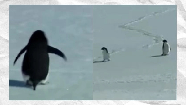 Why Is That Penguin Everywhere Right Now A Viral Meme Explained ...