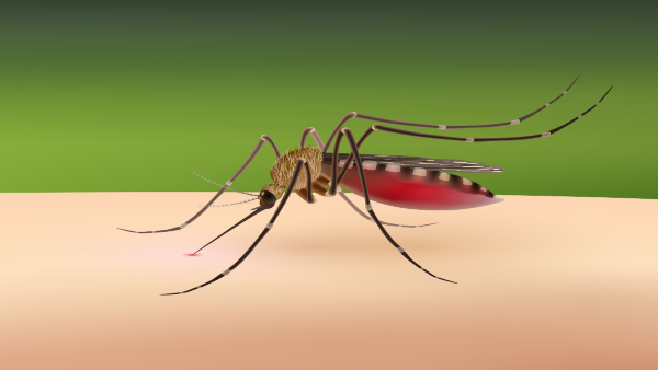 Google Wants to Release 64 Million Bacteria-Infected Mosquitoes in the ...