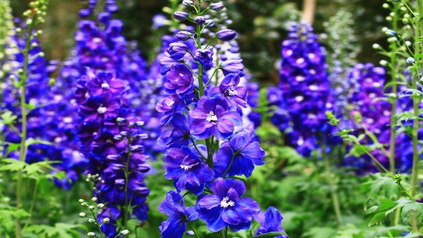 Birth Flower by Month: Meanings, Symbolism, and Origins - Boldsky.com