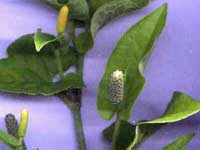 ನಿಮ್ಮ ಮನೆಯ ಹಿತ್ತಲಲ್ಲಿ ಹಿಪ್ಪಲಿಯಿದ್ದರೆ ಚೆನ್ನ! | Hippali| Pippali | Health ...