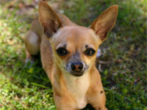 ವ್ಯಾಪೂ ಹೈಬ್ರಿಡ್ ನಾಯಿ ಥೇಟ್ ಅಪ್ಪ ಅಮ್ಮನಂತೆ | Wapoo Hybrid Dog | Types of ...