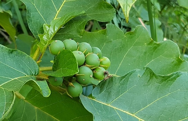 Health Benefits Of Sundekai Or Turkey Berry : ಟರ್ಕಿಬೆರ್ರಿ(ಸುಂಡೆಕಾಯಿ ...