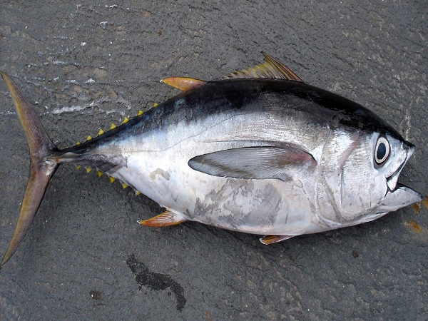 ಅಬ್ಬಾ! ತುನಾ ಮೀನು ತಿಂದ್ರೆ ಹೀಗೆಲ್ಲಾ ಆಗುತ್ತಾ? | Health Benefits Of Tuna ...