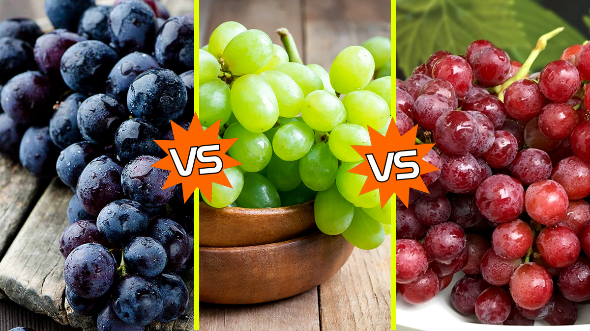 ಕೆಂಪು, ಹಸಿರು, ಕಪ್ಪು ದ್ರಾಕ್ಷಿಗಳಲ್ಲಿ ಯಾವುದು ಹೆಚ್ಚು ಆರೋಗ್ಯಕರ? | Black ...