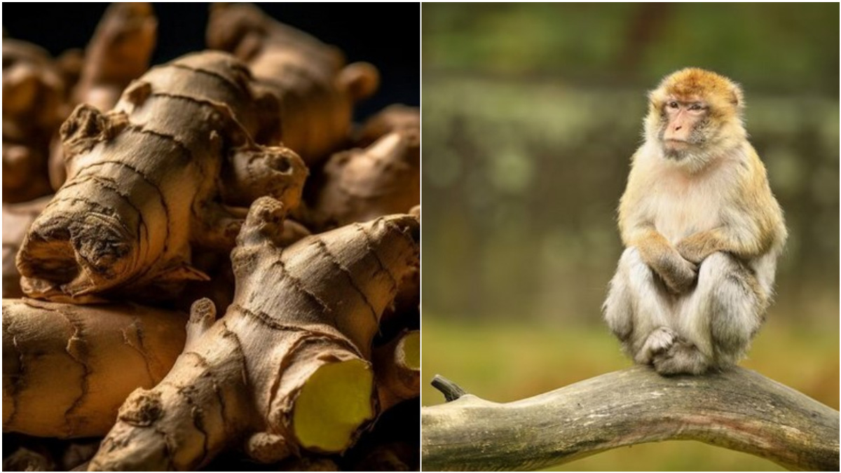 ಮಂಗಗಳಿಗೆ ಶುಂಠಿ ರುಚಿ ಏಕೆ ಗೊತ್ತಿಲ್ಲಾ..? ಈ ಮಾತಿನ ನಿಜಾಂಶವೇನು? | Why Monkeys ...