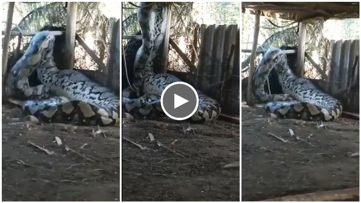 ಕೊಟ್ಟಿಗೆಯಲ್ಲಿ ಸಿಕ್ಕಿಬಿತ್ತು ಮೈ ನಡುಗಿಸುವಷ್ಟು ದೈತ್ಯಾಕಾರದ ಹೆಬ್ಬಾವು ...