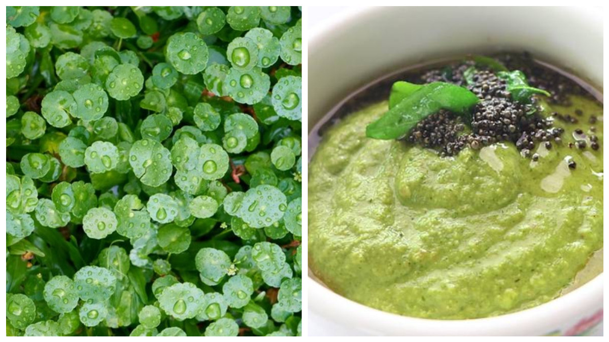 ಹಿತ್ತಲಲ್ಲಿ ಸಿಗುವ ಒಂದೆಲಗ ಸೊಪ್ಪಿನಿಂದ ರುಚಿ ರುಚಿ ಚಟ್ನಿ ಮಾಡಿ..! ಹೇಗೆ ಗೊತ್ತಾ ...