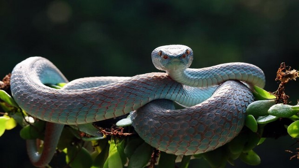 'ಹಾವು ಮುಕ್ತ' ಎಂದು ಘೋಷಿಸಿಕೊಂಡ ದೇಶ.! ಅಲ್ಲಿನ ಝೂನಲ್ಲೂ ಹಾವುಗಳಿಲ್ಲ..! ಏಕೆ ...