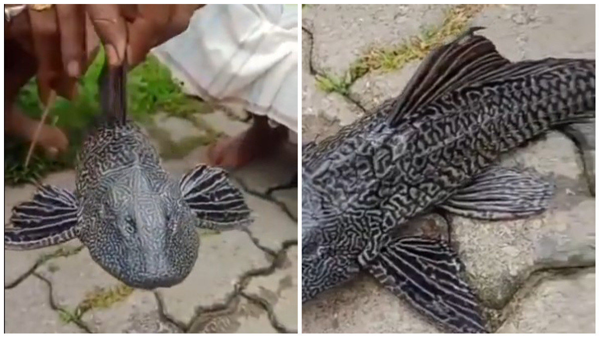 ಪ್ರವಾಹದಲ್ಲಿ ತೇಲಿಬಂದ ಬಂದ ನಾಲ್ಕು ಕಣ್ಣಿನ ಮೀನು: ವಿಡಿಯೋ ವೈರಲ್ | Four-Eyed ...