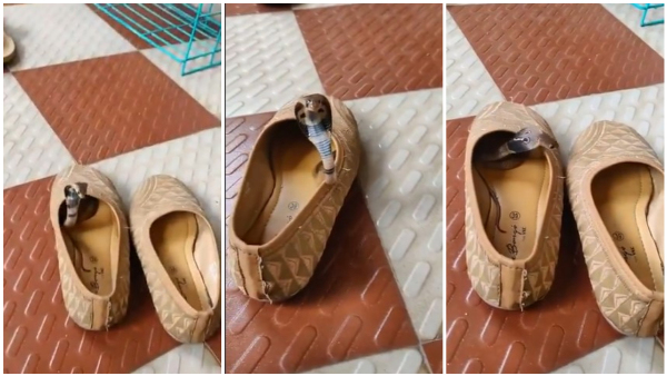 ಶೂ ಧರಿಸುವಾಗ ಒಳಗಿತ್ತು ನಾಗರಹಾವು.! ಆಮೇಲೆ ಆಗಿದ್ದೇನು? | Snake Hiding Inside ...