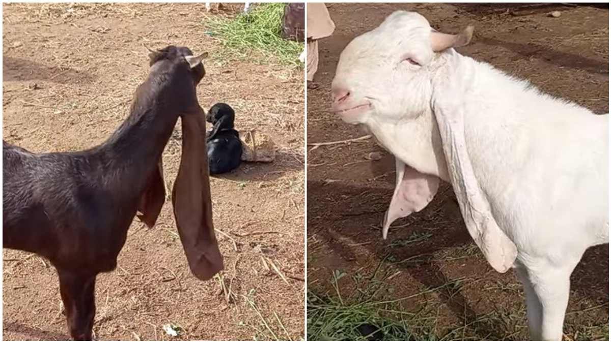 ಉದ್ದ ಬಾಲದ ಮೇಕೆ ಆಯ್ತು ಈಗ ಉದ್ದ ಕಿವಿಯ ಮೇಕೆ..! ಇದ್ಯಾವ ತಳಿ.? ಇದರ ವಿಶೇಷ ...