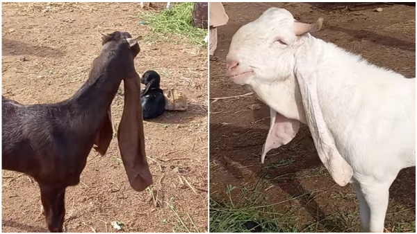 ಉದ್ದ ಬಾಲದ ಮೇಕೆ ಆಯ್ತು ಈಗ ಉದ್ದ ಕಿವಿಯ ಮೇಕೆ..! ಇದ್ಯಾವ ತಳಿ.? ಇದರ ವಿಶೇಷ ...