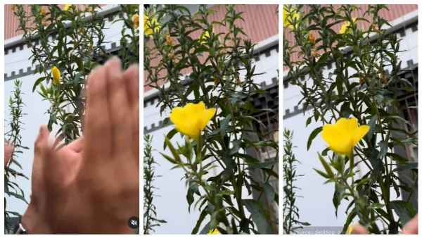 ಚಪ್ಪಾಳೆ ತಟ್ಟಿದರೆ ಹೂವು ಅರಳುತ್ತಾ..? ಈ ವಿಡಿಯೋದಲ್ಲಿ ಏನಿದೆ ಗೊತ್ತಾ ...