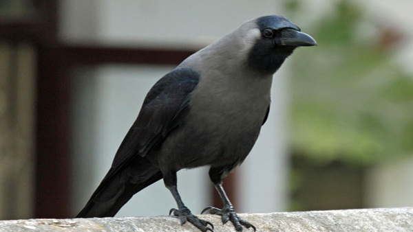 ಹಾವಿನ ದ್ವೇಷವಲ್ಲ ಕಾಗೆಗಳ ಸೇಡು..! 17 ವರ್ಷ ನೆನಪಿಡುತ್ತವೆ ಕಾಗೆಗಳು ...