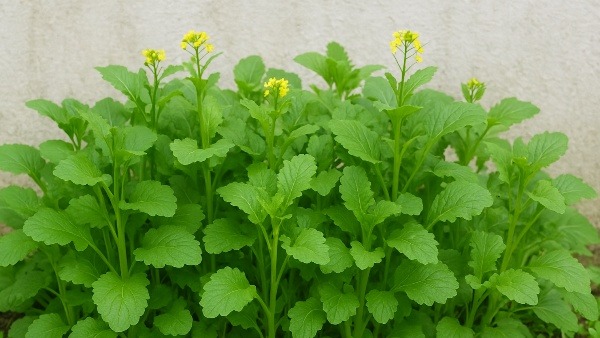 ಮನೆಯಲ್ಲೇ ಸಾಸಿವೆ ಸೊಪ್ಪು ಬೆಳೆಸೋದು ಎಷ್ಟು ಸುಲಭ ಗೊತ್ತಾ? 30 ದಿನಗಳಲ್ಲಿ ಅದ್ಭುತ ...