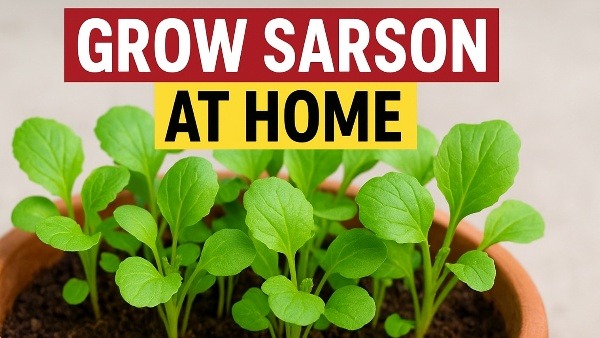 ಮನೆಯಲ್ಲೇ ಸಾಸಿವೆ ಸೊಪ್ಪು ಬೆಳೆಸೋದು ಎಷ್ಟು ಸುಲಭ ಗೊತ್ತಾ? 30 ದಿನಗಳಲ್ಲಿ ಅದ್ಭುತ ...