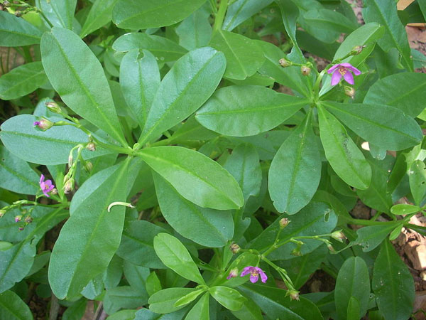 ക്യാന്‍സര്‍, ബിപി; സാമ്പാര്‍ചീരയില്‍ മരുന്നുണ്ട്‌ | health benefits of ...