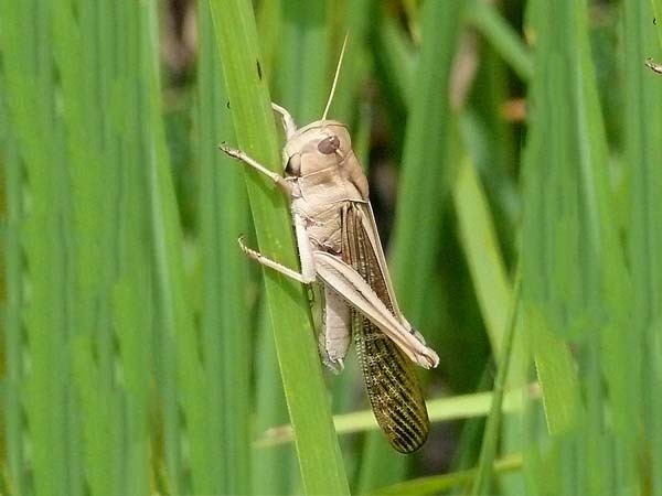 സിനിമാക്കഥ പോലെ വെട്ടുകിളി ആക്രമണം; പകച്ച് ജനം | What Are Locusts And ...