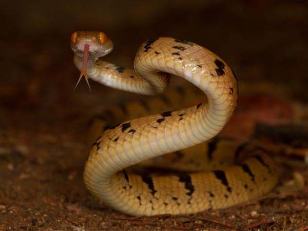 Snakes Dream Meaning : പാമ്പിനെ സ്വപ്‌നം കാണുന്നത് നിസ്സാരമാക്കല്ലേ ...