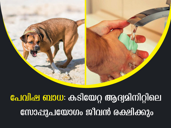 പേവിഷ ബാധ നിസ്സാരമല്ല: ചെറിയ പോറല്‍ പോലും അതീവ ഗുരുതരം | World Rabies ...